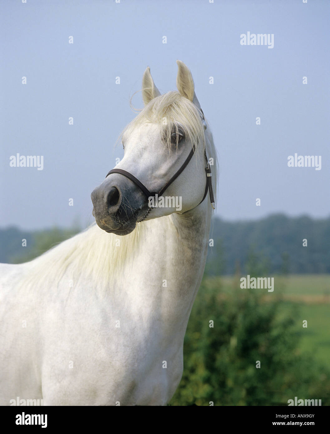 Arabian horse - portrait Stock Photo - Alamy