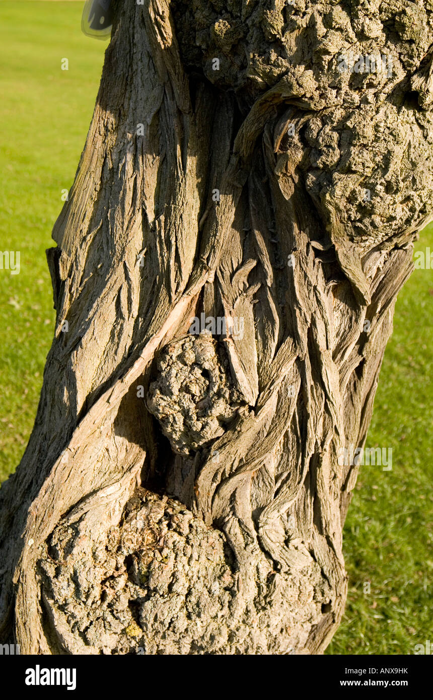 Knurled tree hi-res stock photography and images - Alamy