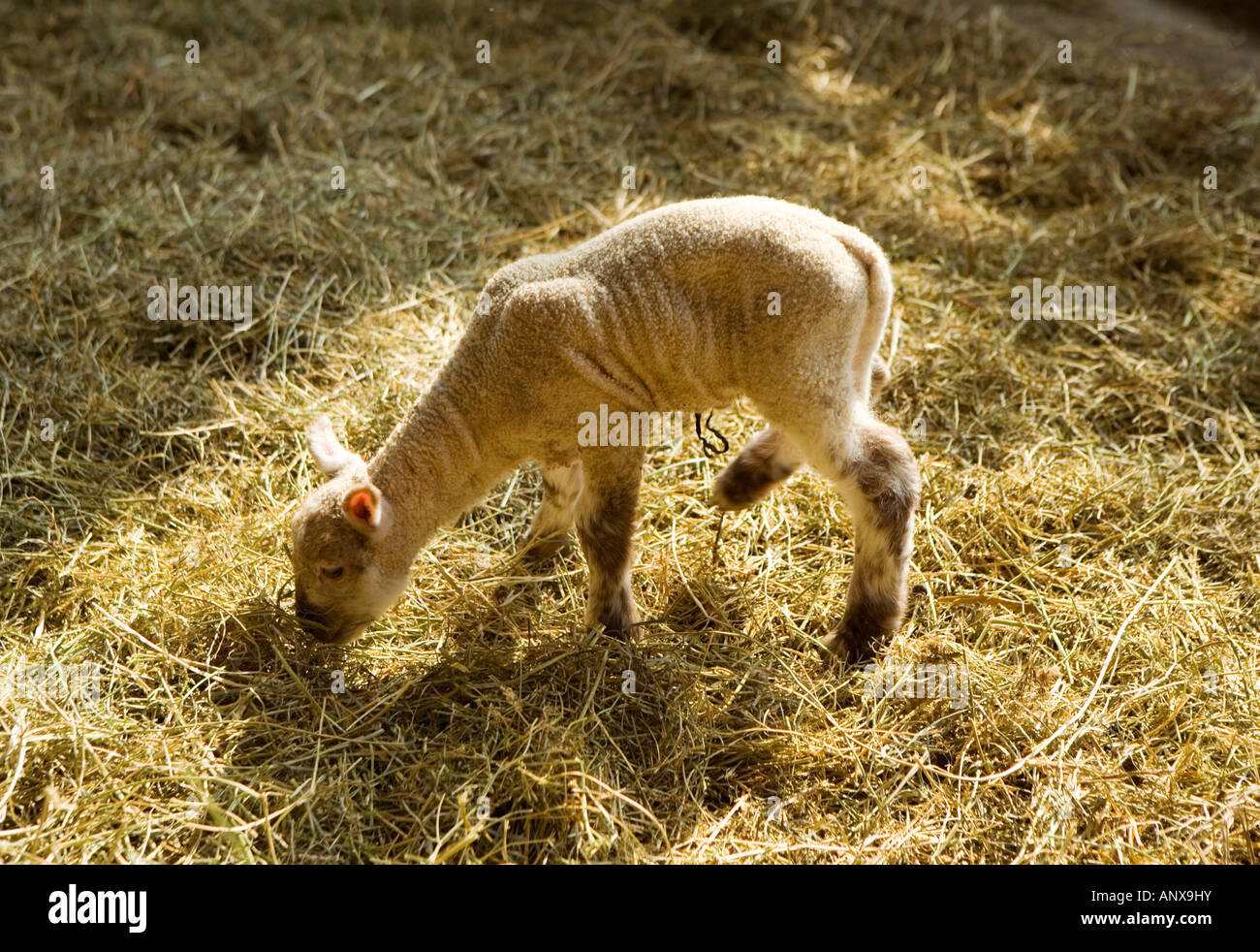Lamb hi-res stock photography and images - Alamy