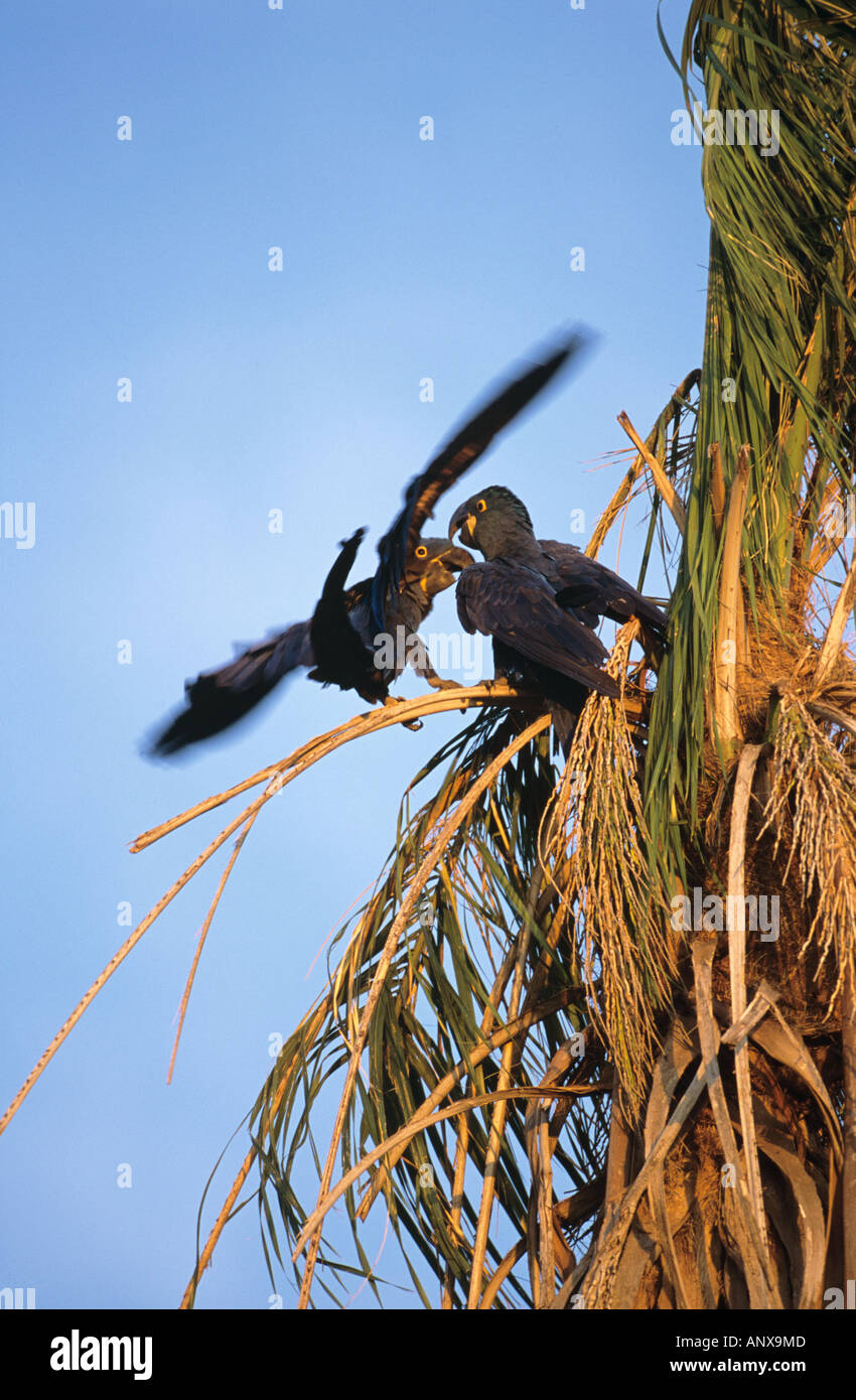 Hyacinth macaw behavior hi-res stock photography and images - Alamy