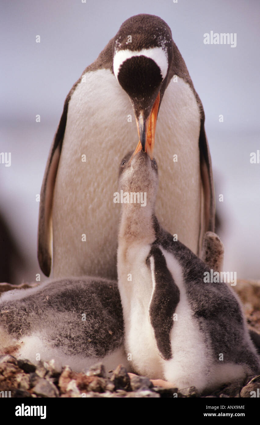Penguin mother feeding young hi-res stock photography and images - Alamy