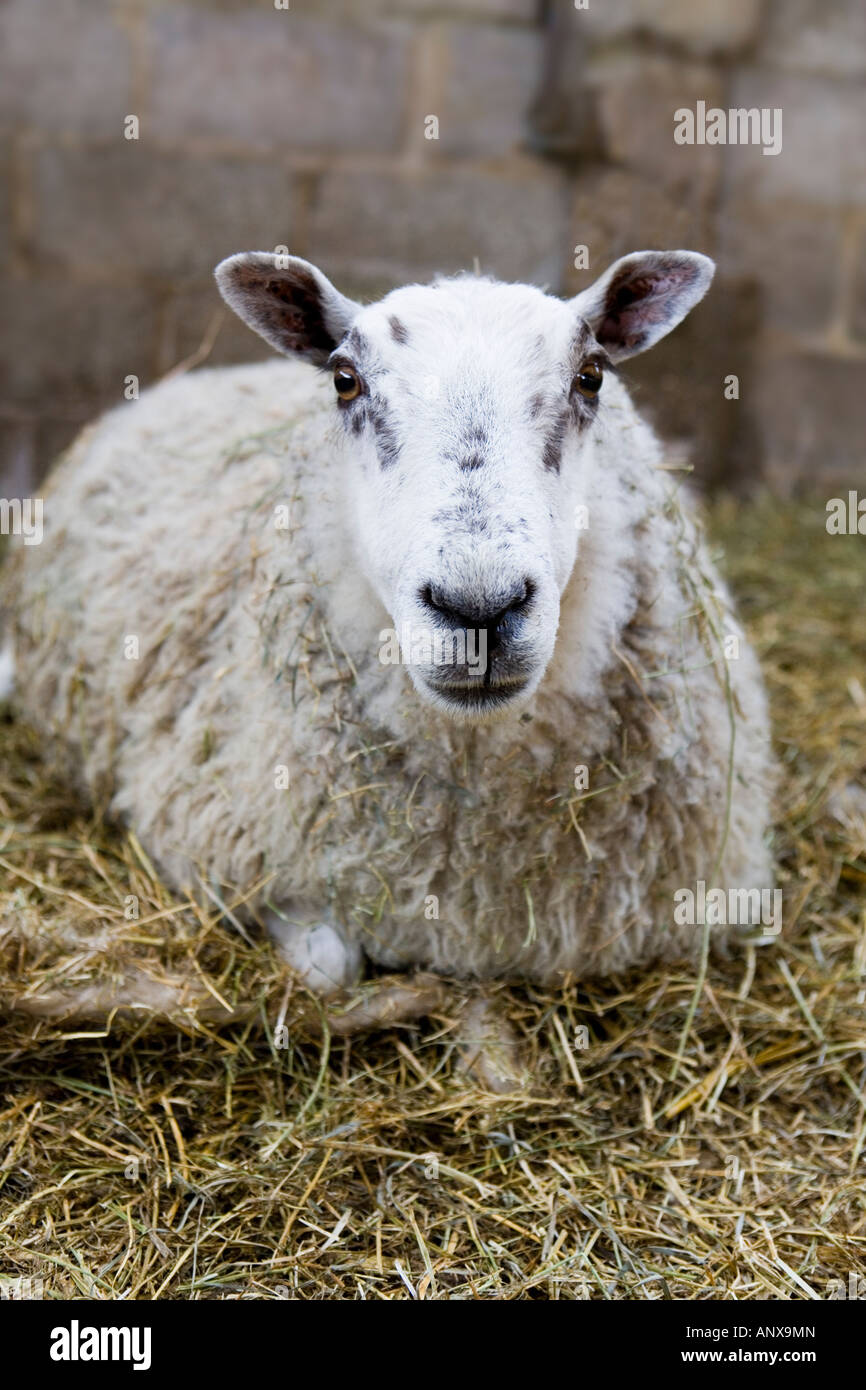 Ewe Sheep sitting in a barn Stock Photo - Alamy