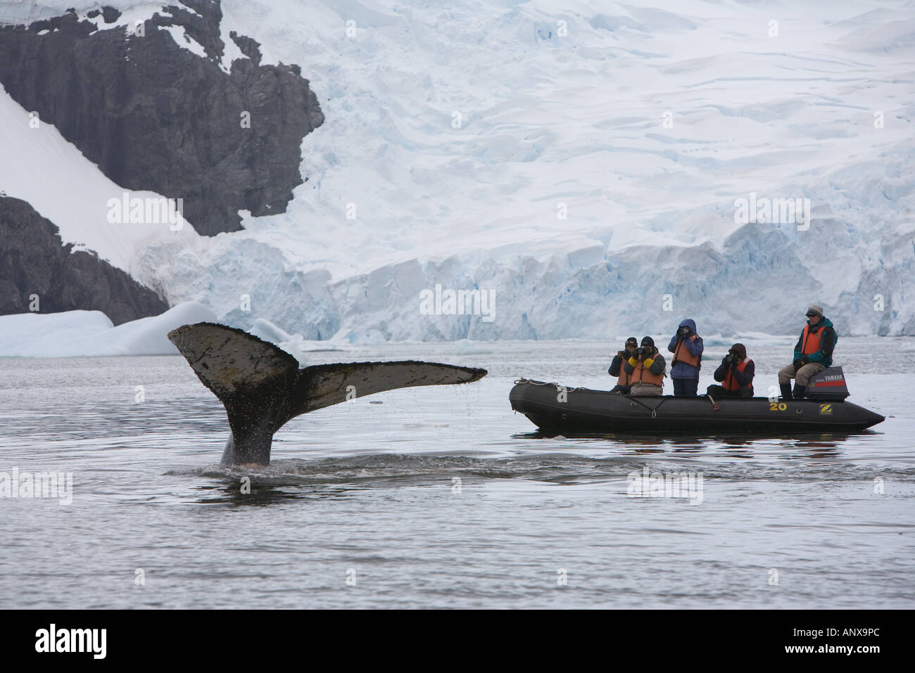 Visitors are treated to close-up views of a female humpback whale and ...