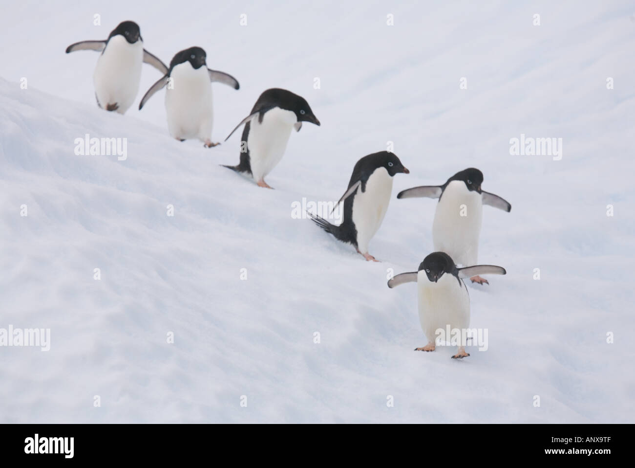 A group of adelie penguins all follow one penguin as it balances down ...