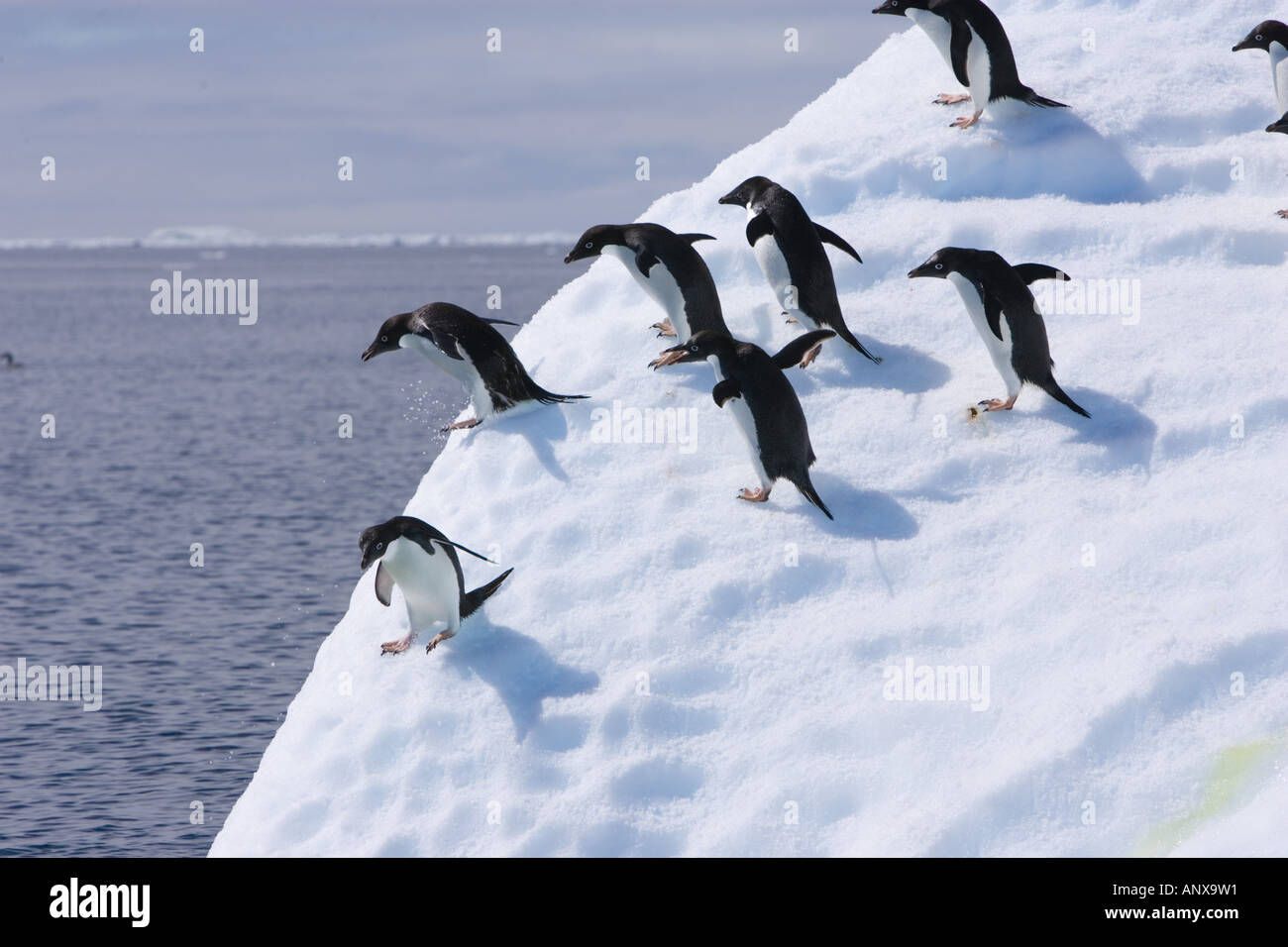 A group of adelie penguins follow the leader and jump off an iceberg ...