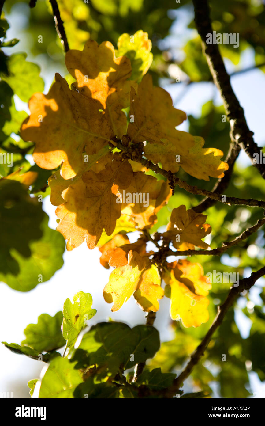 Oak tree leaves in Autumn Stock Photo - Alamy