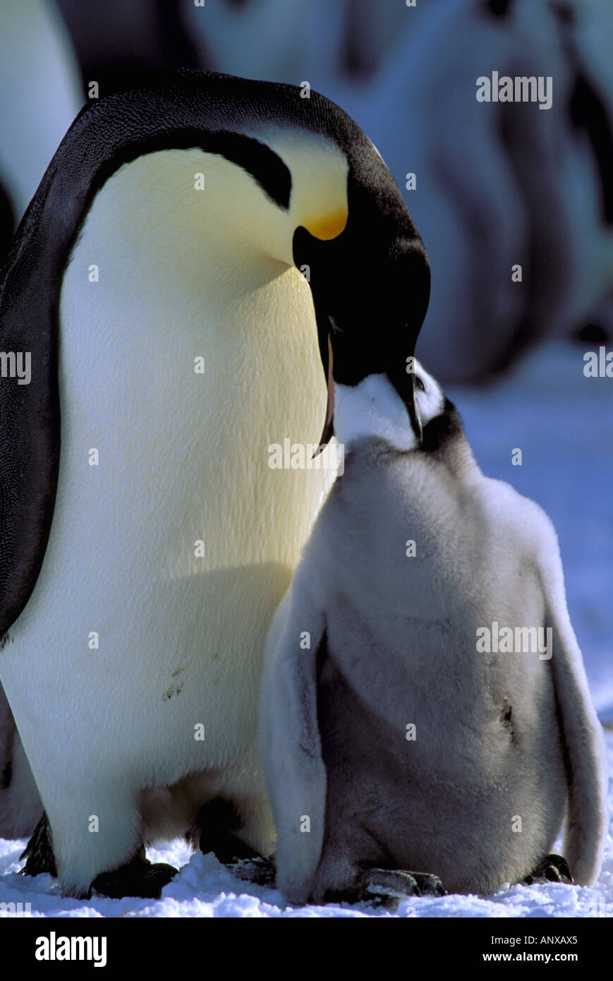 Emperor penguin feeding chick hi-res stock photography and images - Alamy