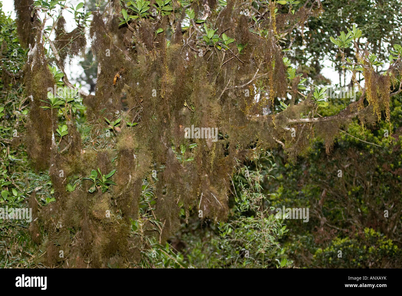 Hanging moss type airplant at Horton Plains cloud forest, 7000ft above ...