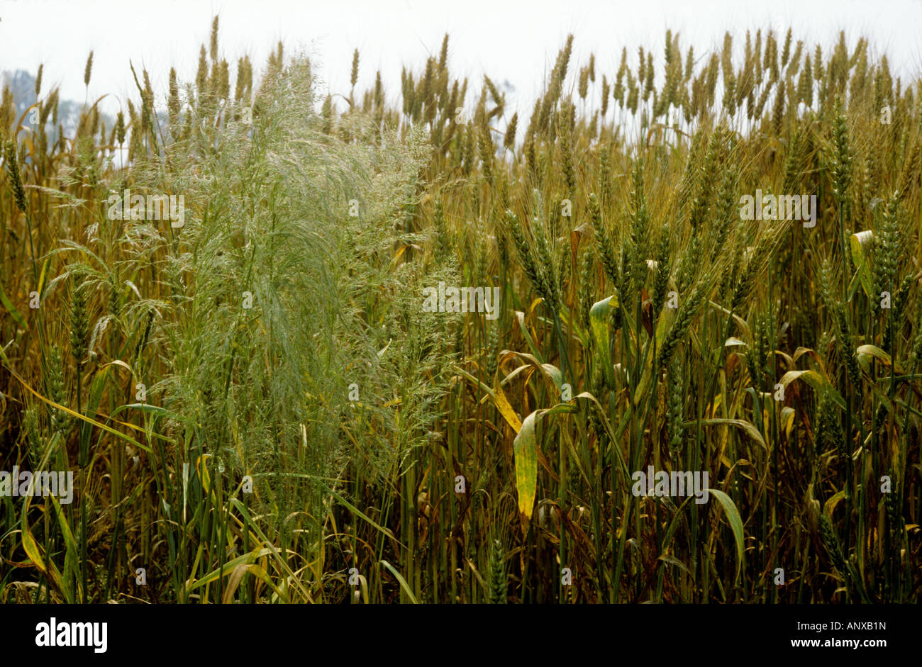 Silky bent Apera spica venti annual arable grass weed in ripening wheat ...
