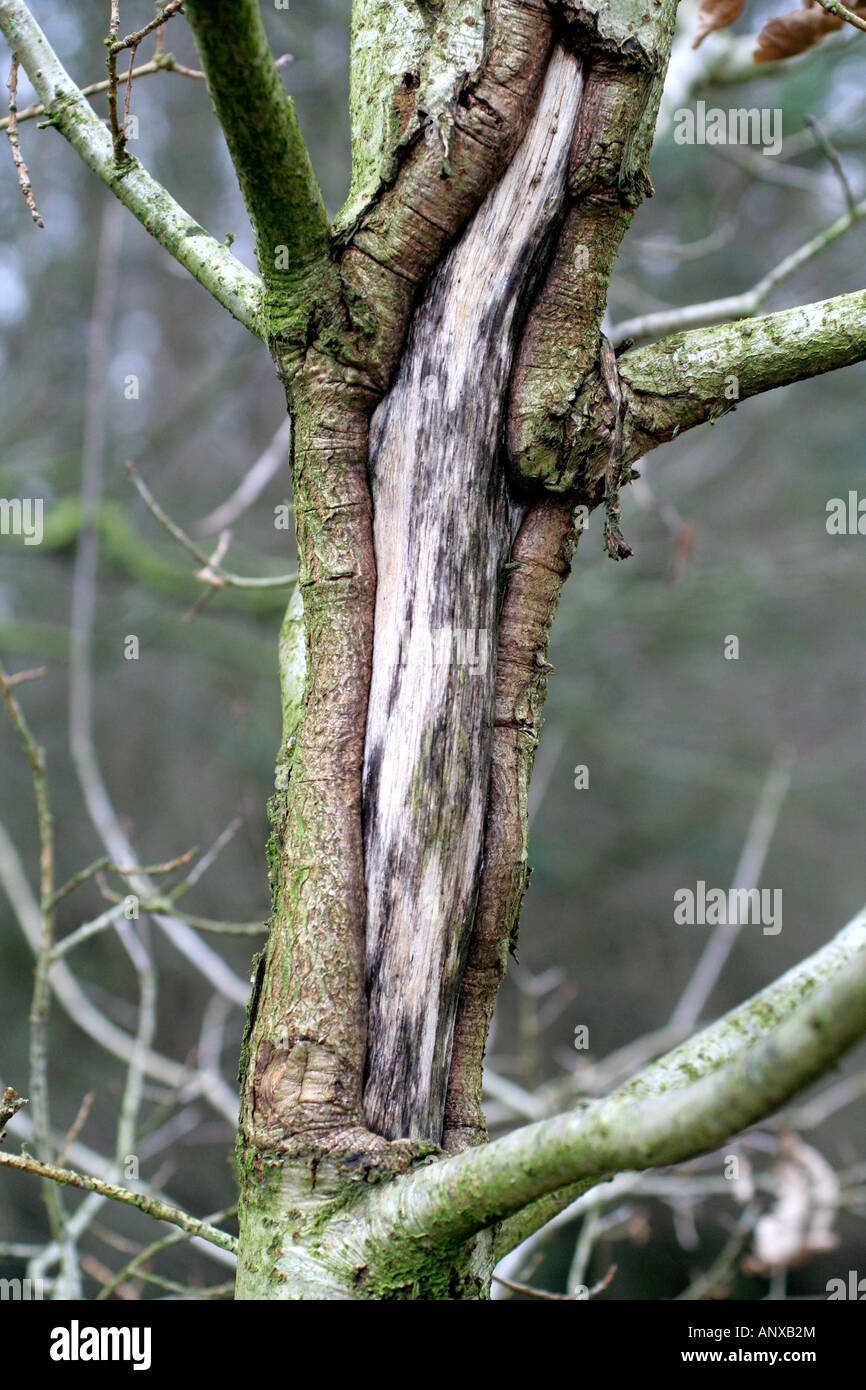 Squirrel damage hi-res stock photography and images - Alamy