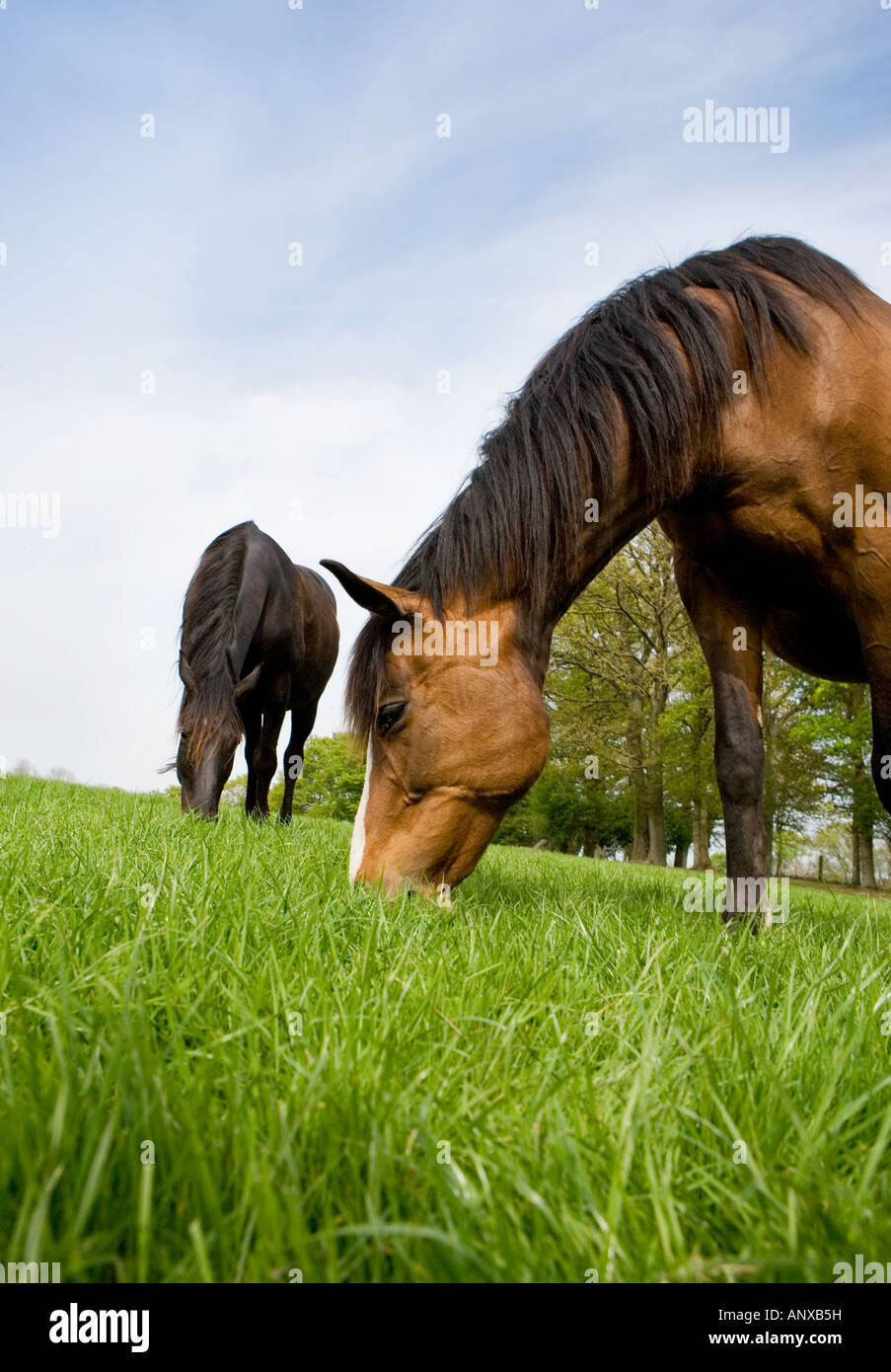 With horses hi-res stock photography and images - Alamy