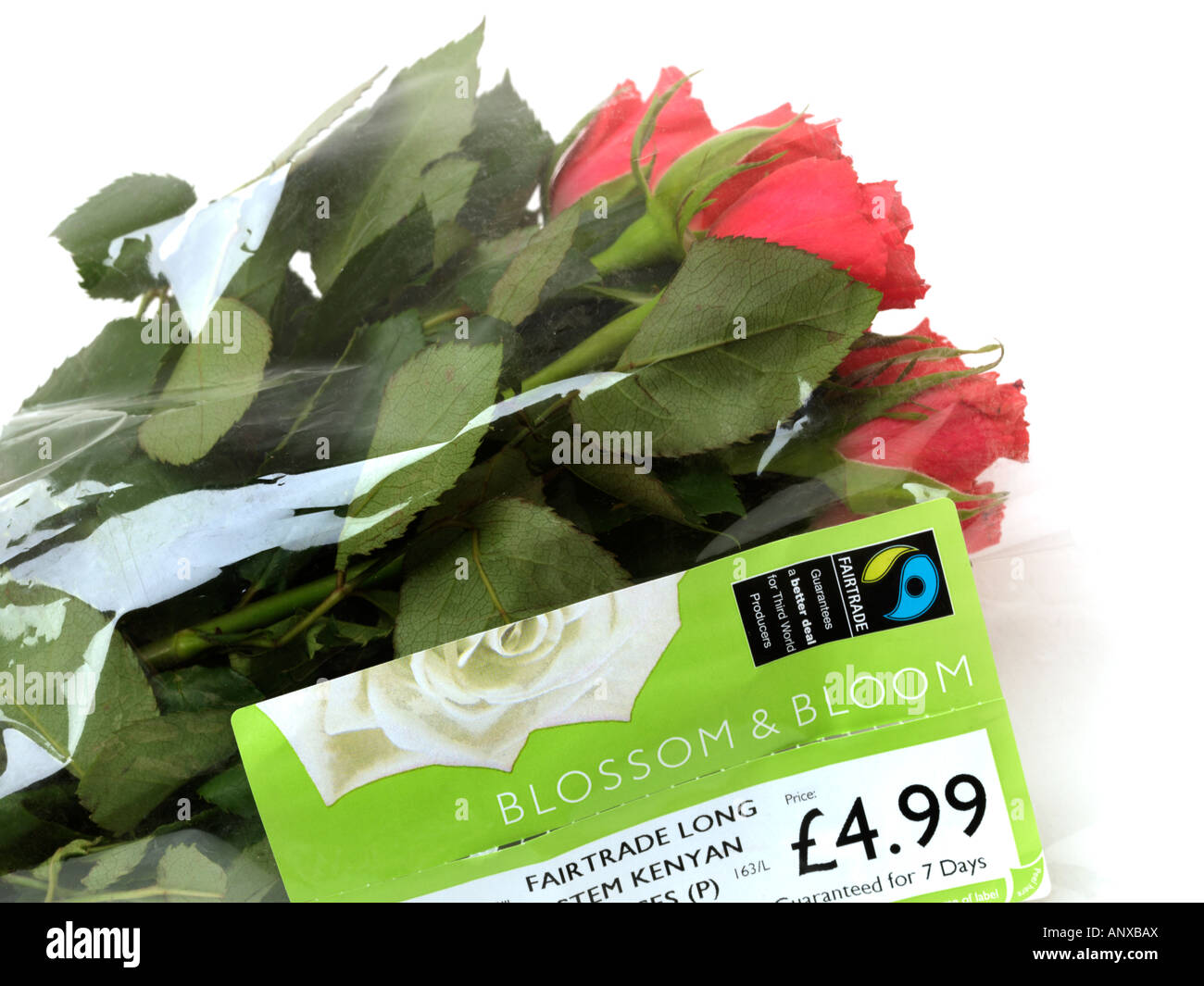 Fairtrade Roses from Kenya Stock Photo - Alamy