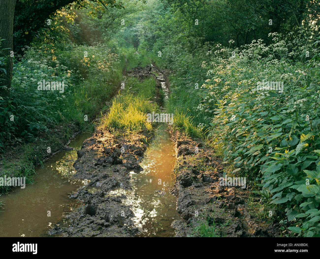 Muddy track hi-res stock photography and images - Alamy