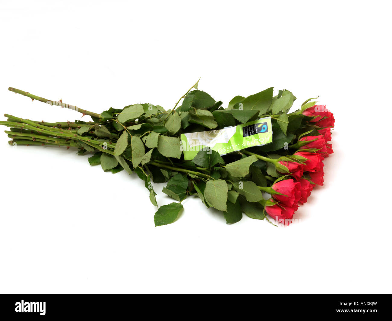 Fairtrade Roses from Kenya Stock Photo - Alamy