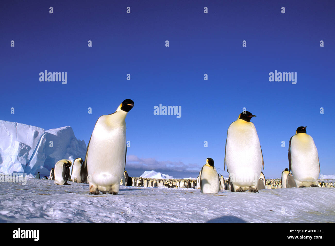 Emperor penguins atka bay hi-res stock photography and images - Alamy