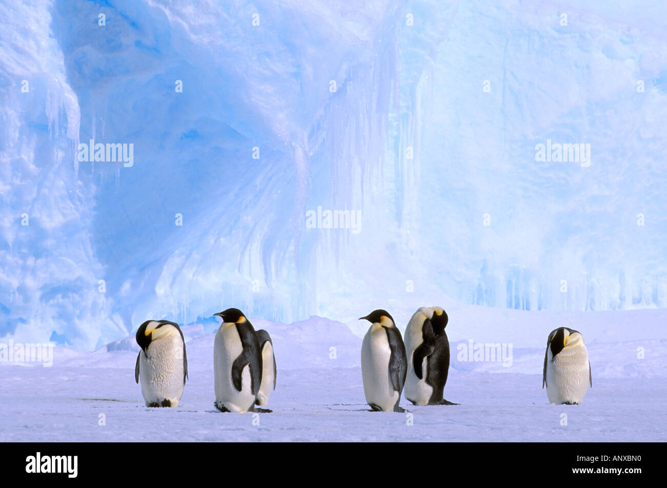 Antarctica, Australian Antarctic Territory, Cape Darnley. Emperor ...