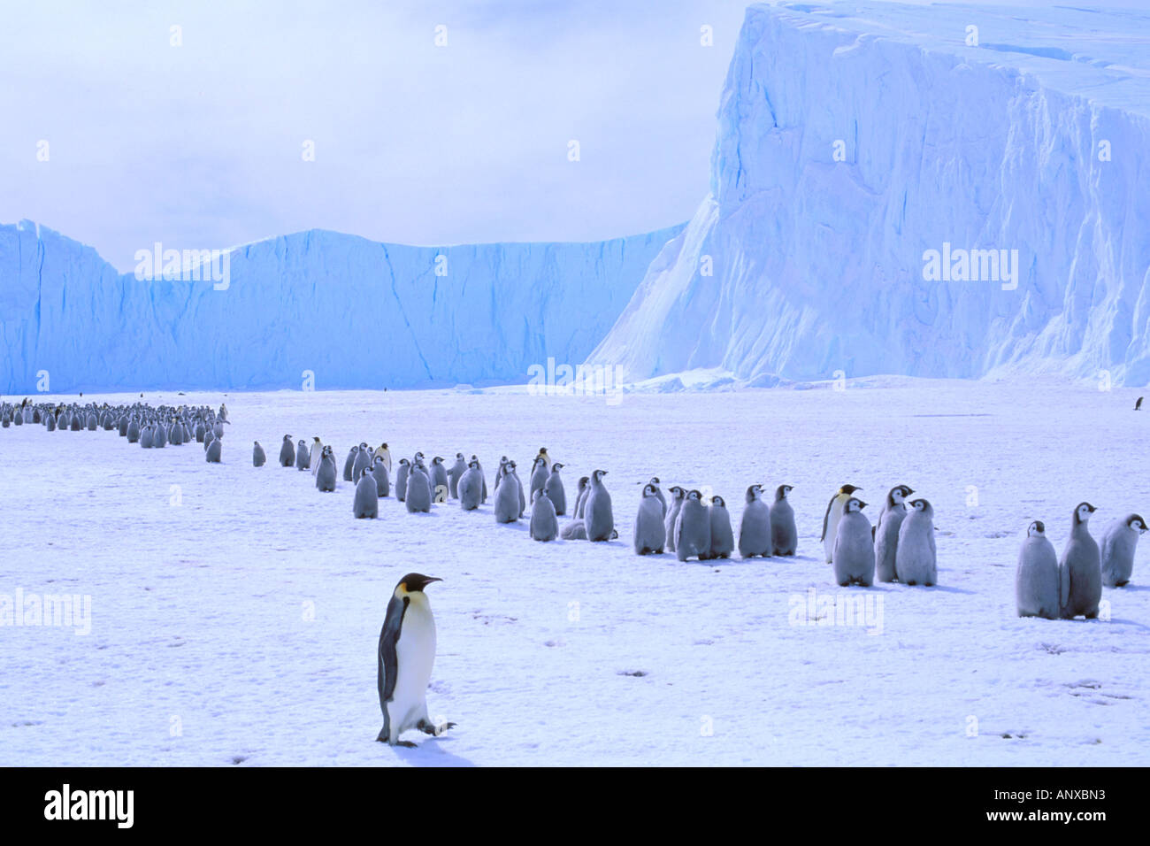 Antarctica, Australian Antarctic Territory, Cape Darnley. Emperor ...