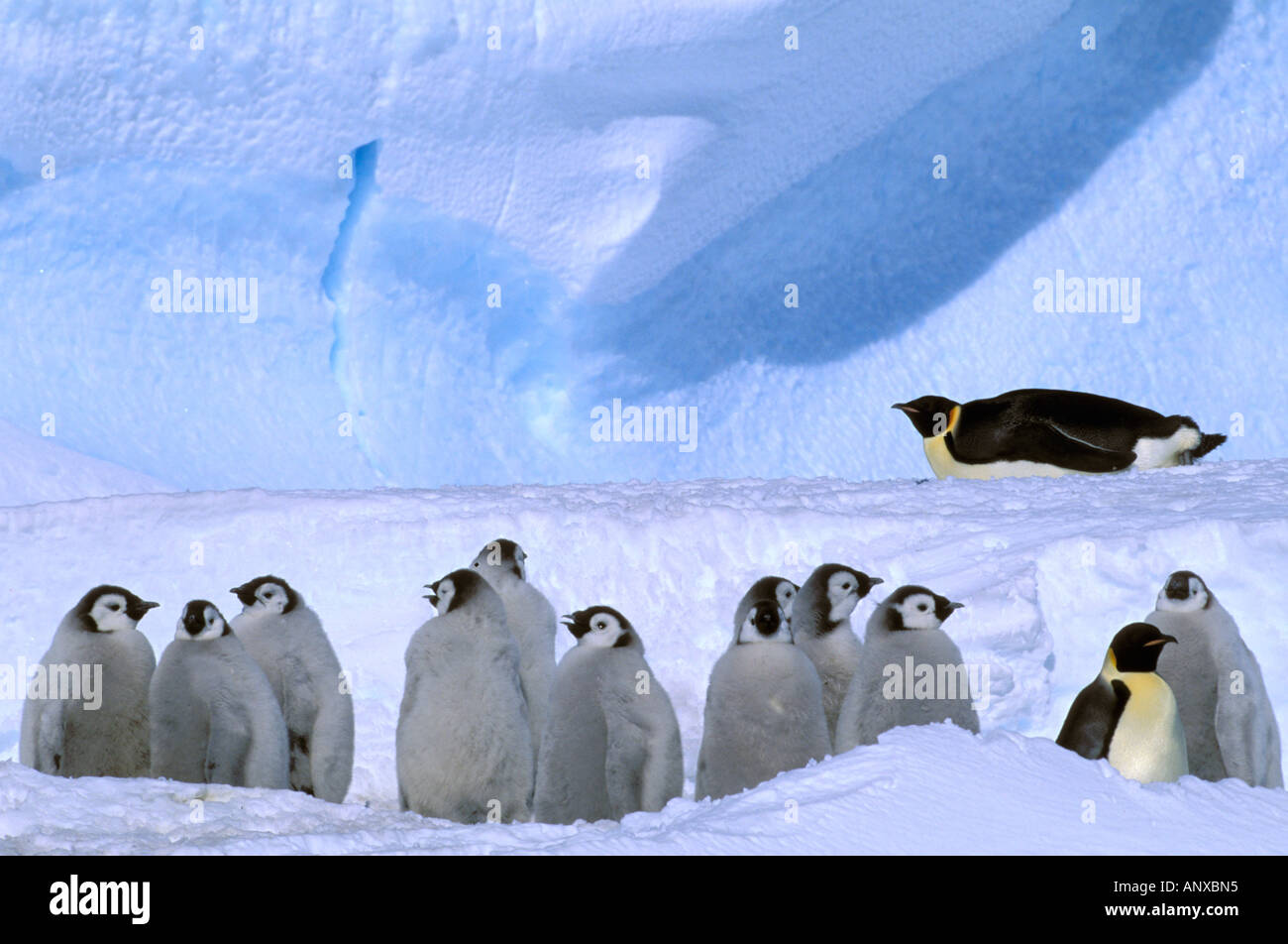 Antarctica, Australian Antarctic Territory, Cape Darnley. Emperor ...