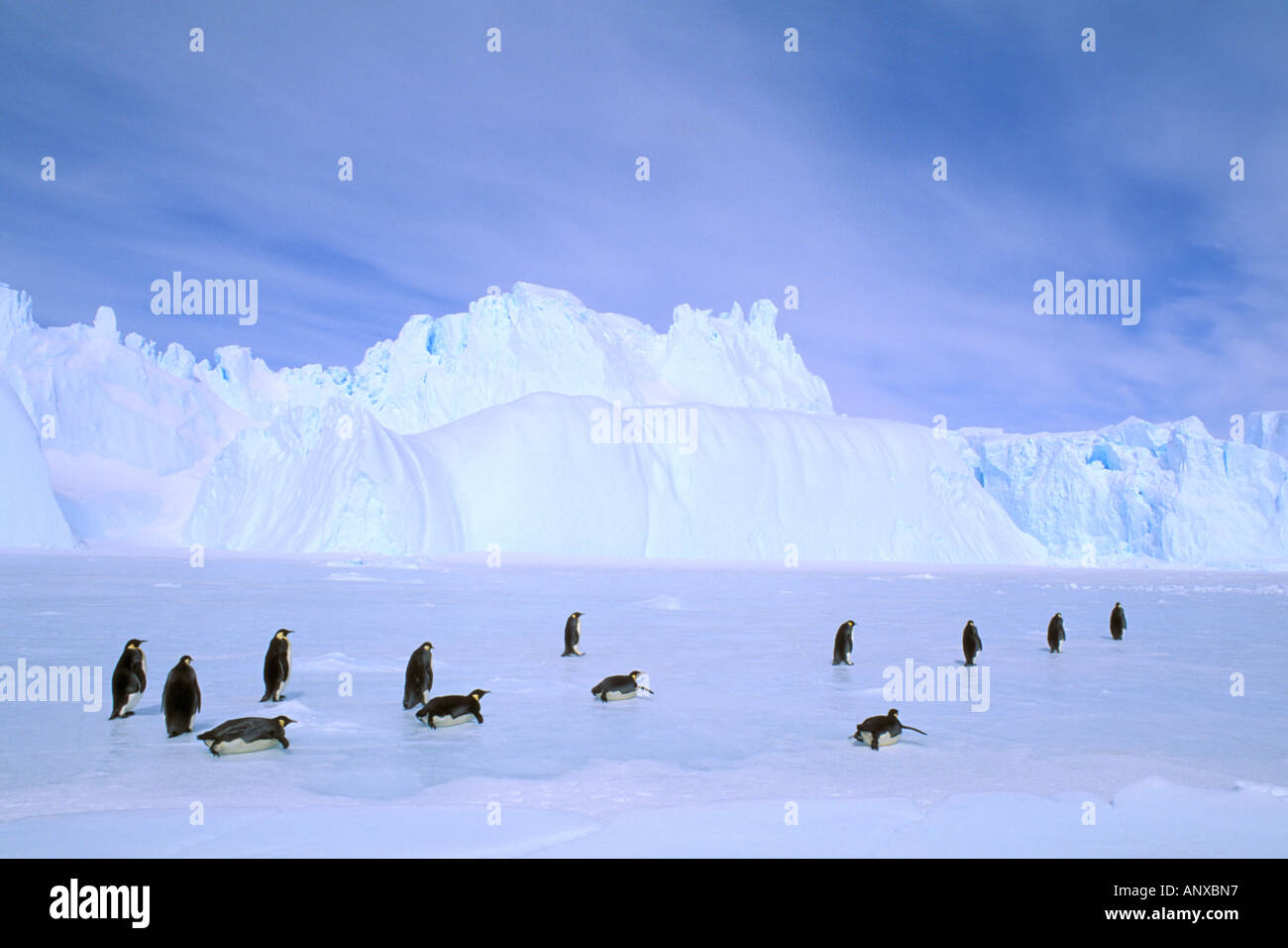 Antarctica emperor penguins move hi-res stock photography and images ...