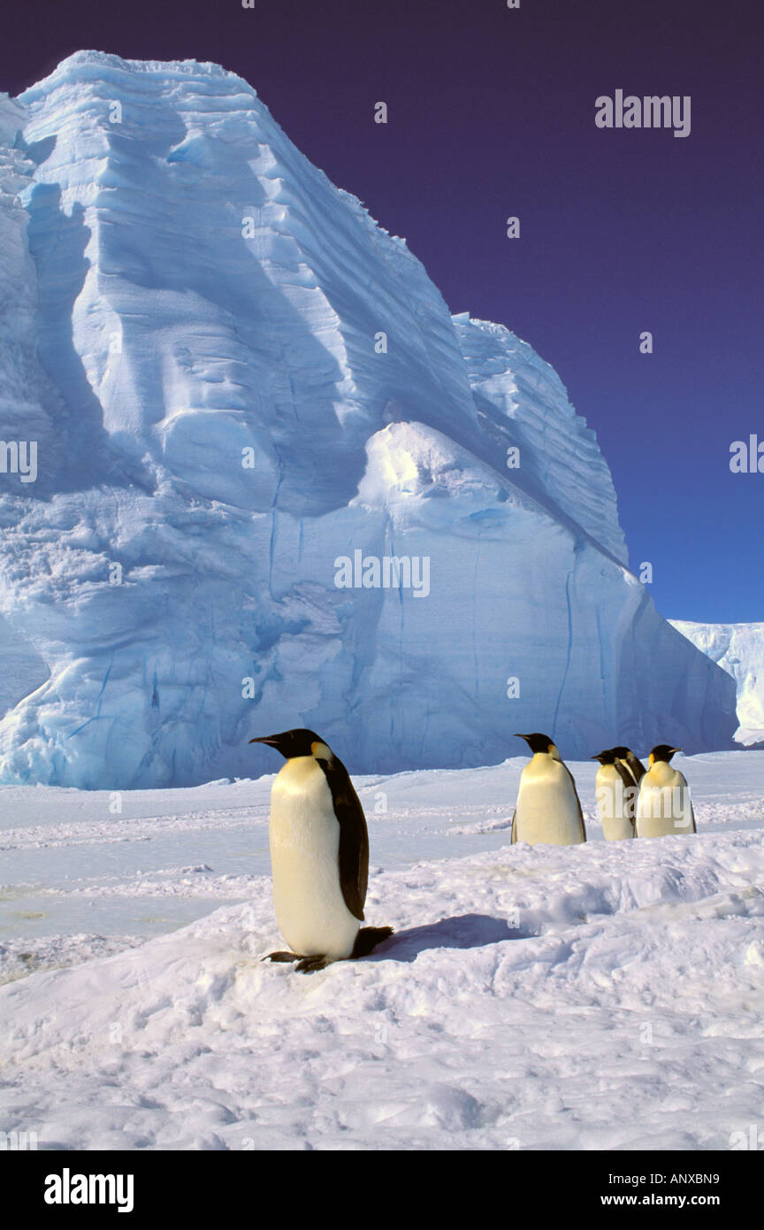 Antarctica, Australian Antarctic Territory, Cape Darnley. Emperor ...