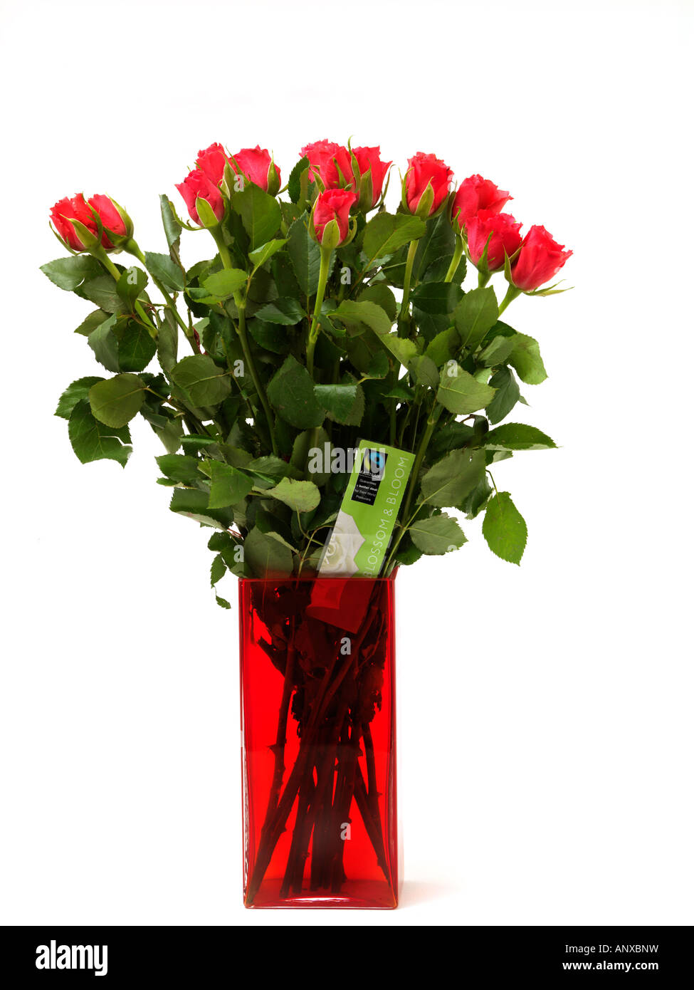 Fairtrade Roses from Kenya Stock Photo - Alamy