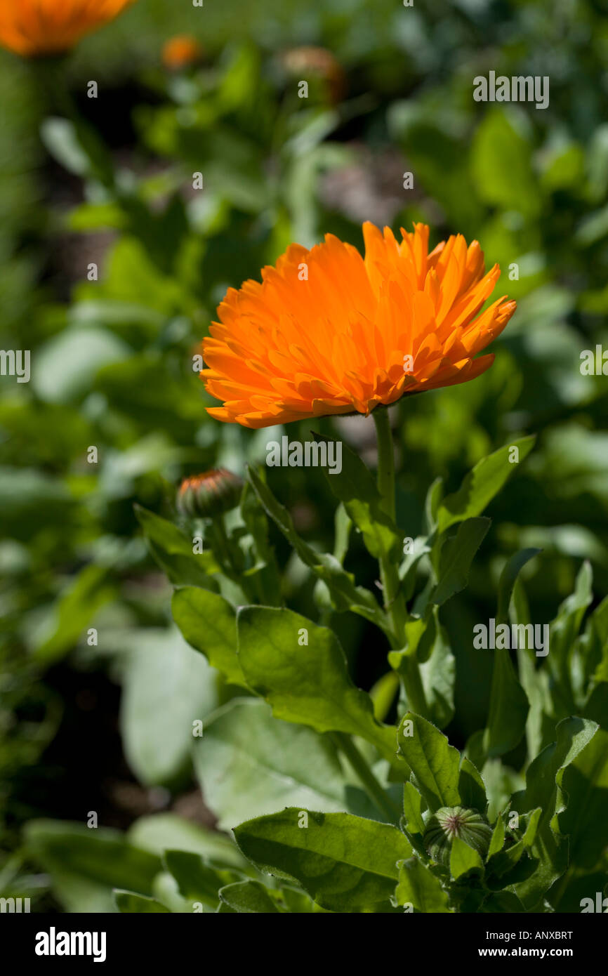 Marigold hi-res stock photography and images - Alamy