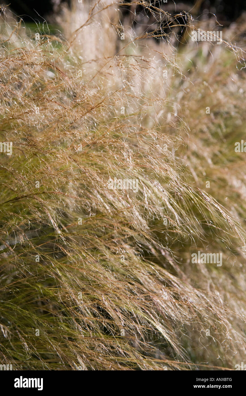 Fluffy grasses hi-res stock photography and images - Alamy
