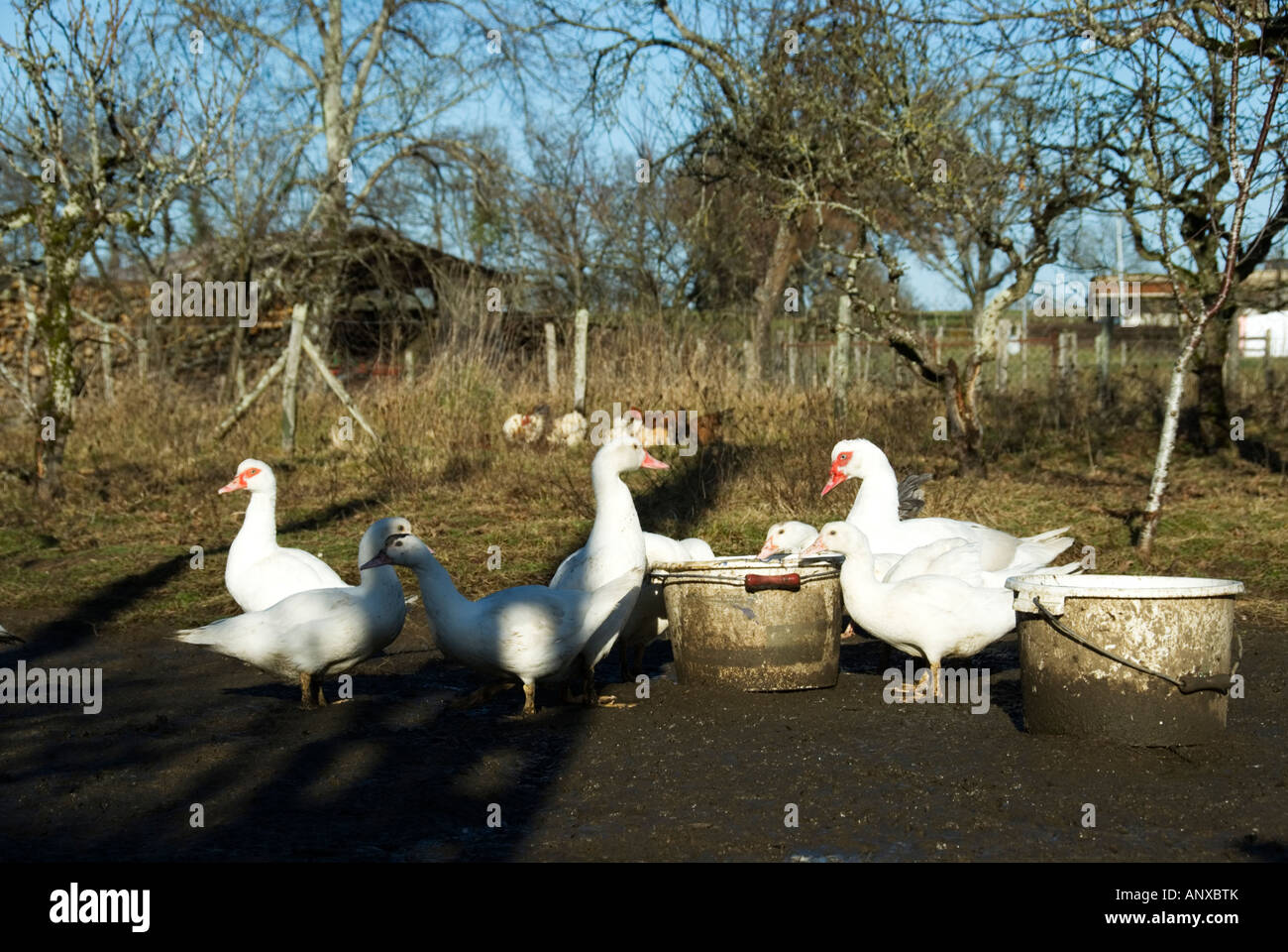 Group of ducks drinking water out of a bucket The ducks are reared on a ...