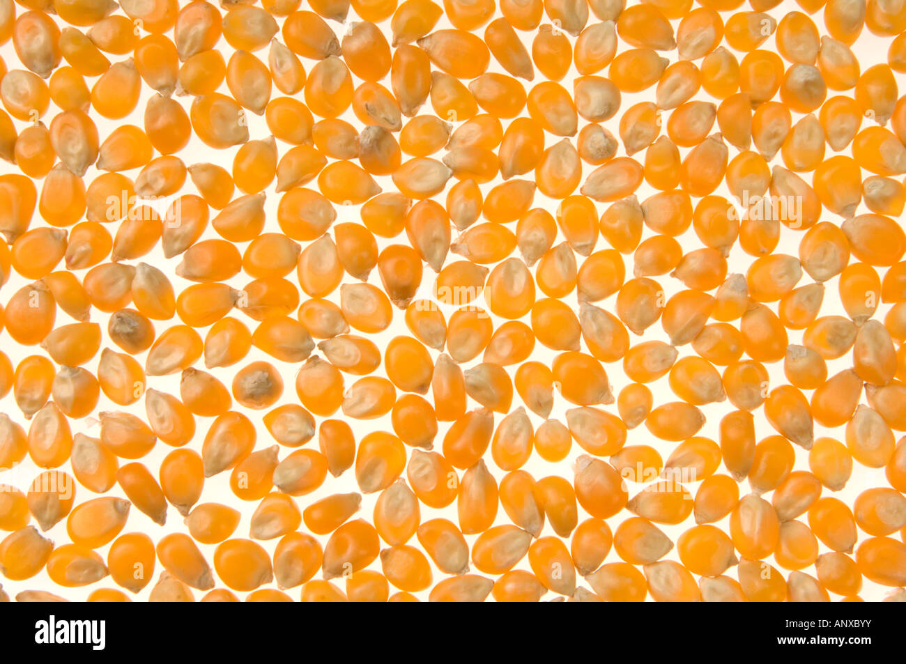 popcorn corn popp pop unpopped maize mais cutout on white background ...