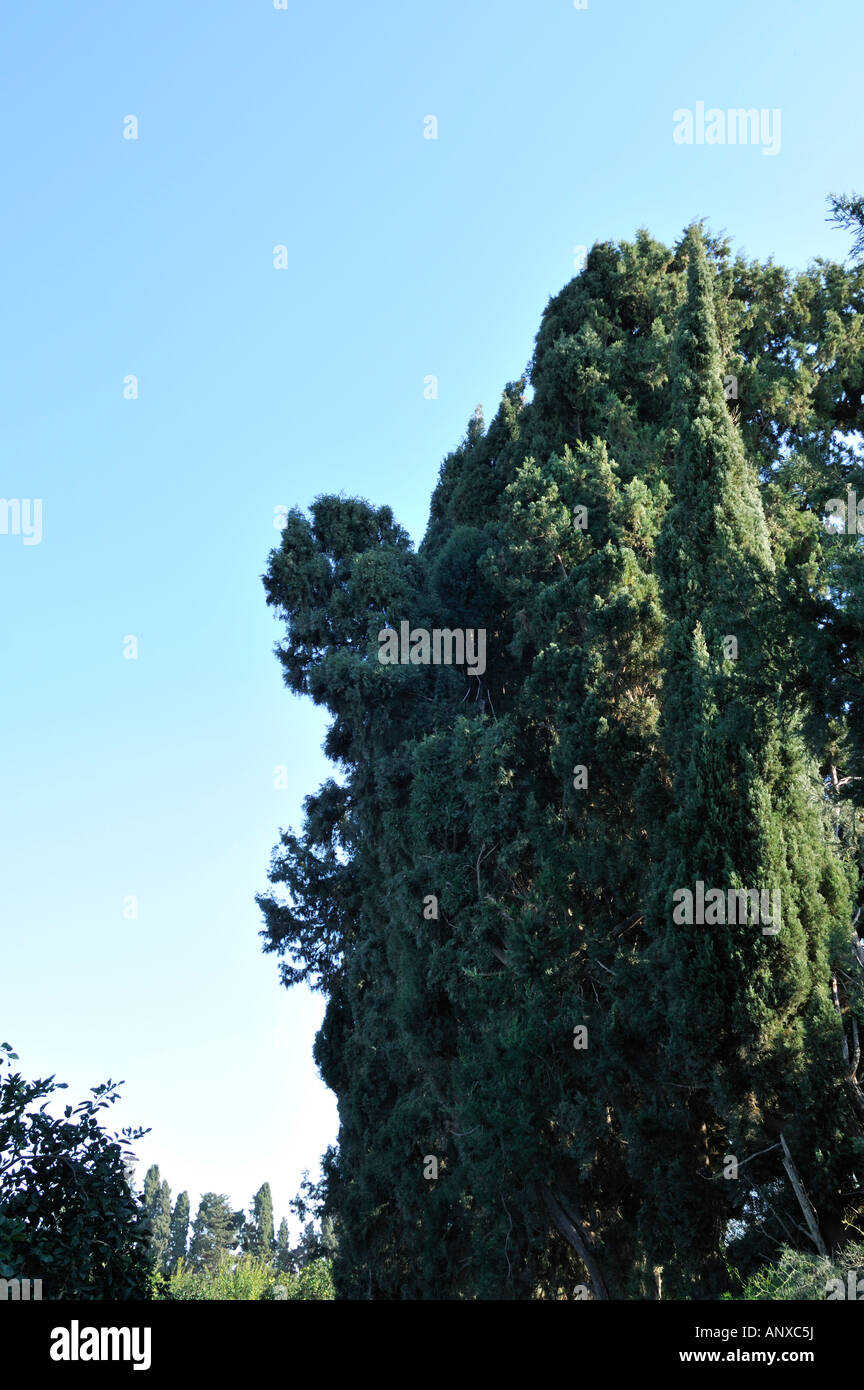 Israel Sharon district cypress trees act as a border and wind breakers ...