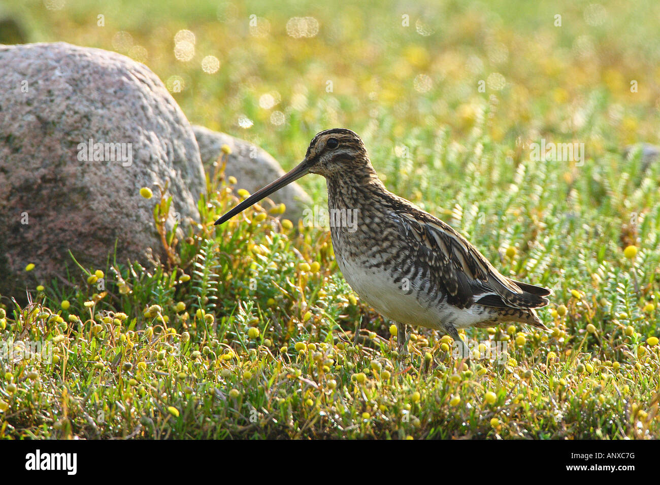 common snipe - standing on meadow / Gallinago gallinago Stock Photo - Alamy