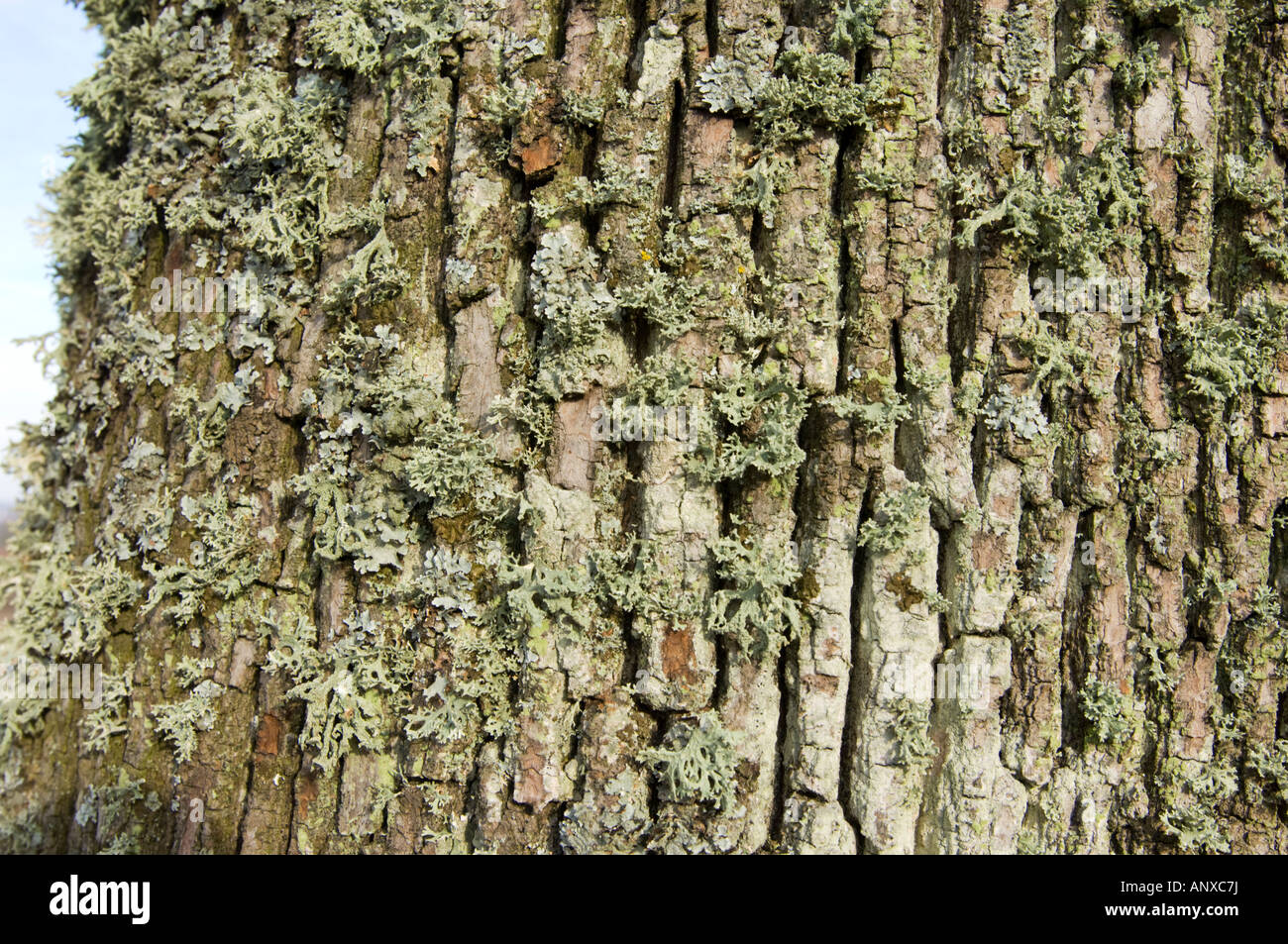 green lichen on a tree trunk bark rind oak tree oaktree at winter ...