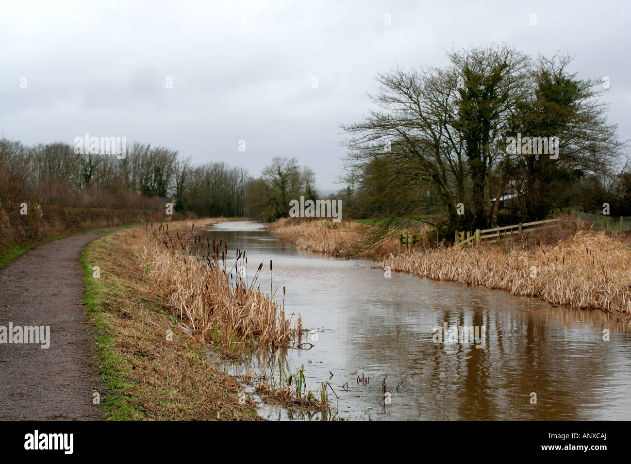 The Grand Western Canal Devon at Ayshford during January Stock Photo ...