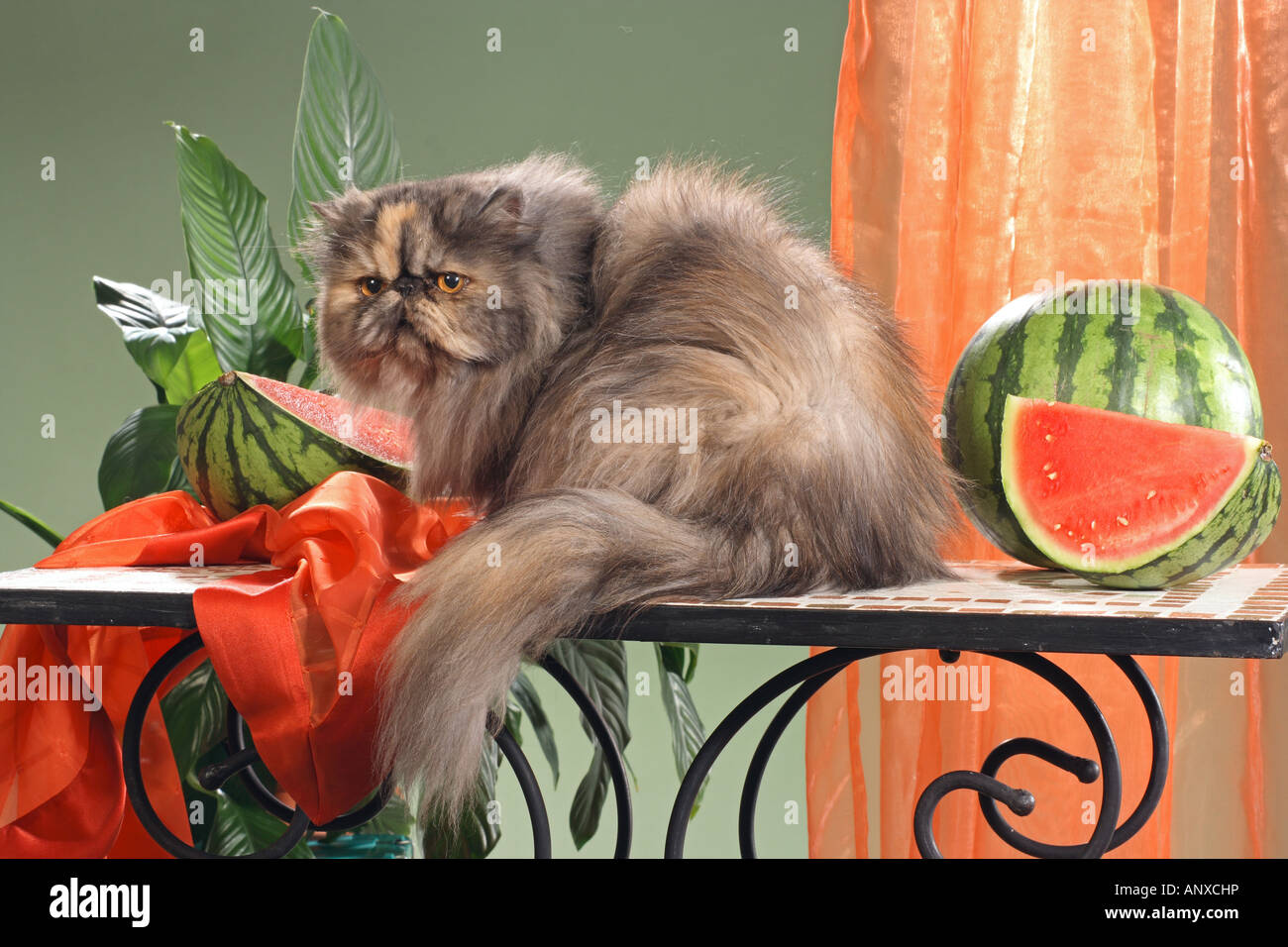 Persian cat - lying next to melon Stock Photo - Alamy