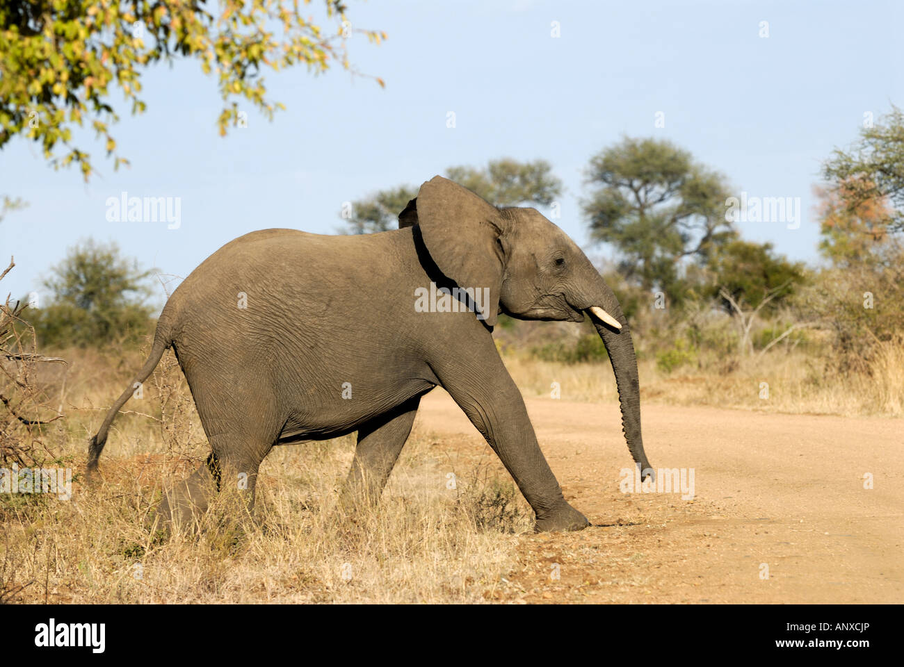 Elephant crossing road hi-res stock photography and images - Alamy