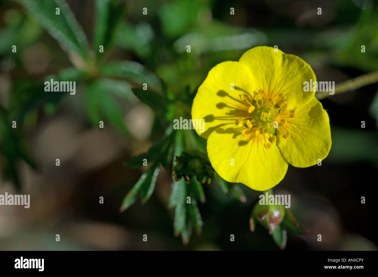 Tormentil (Potentilla erecta) flower Stock Photo - Alamy
