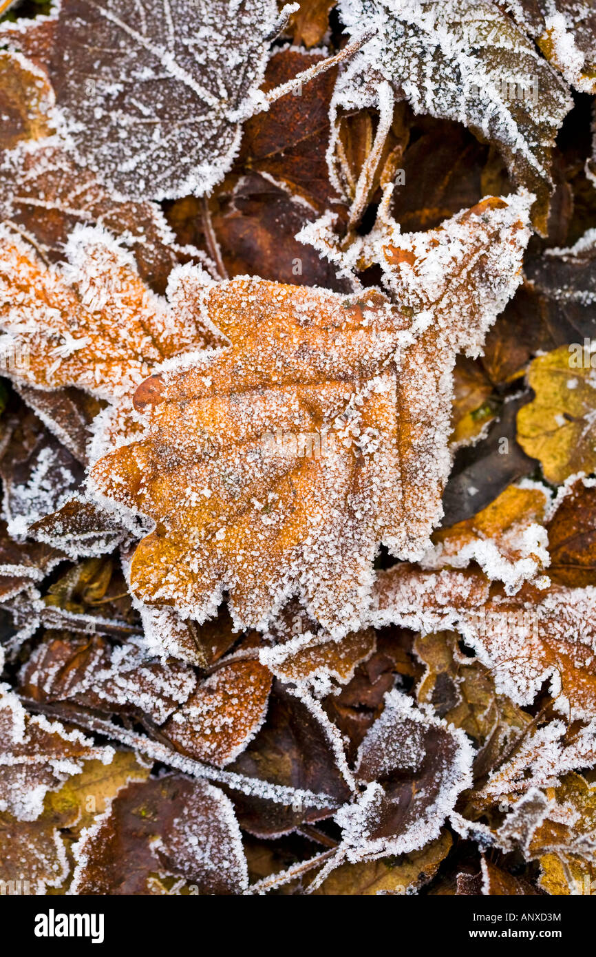 Frozen oak leaves hi-res stock photography and images - Alamy