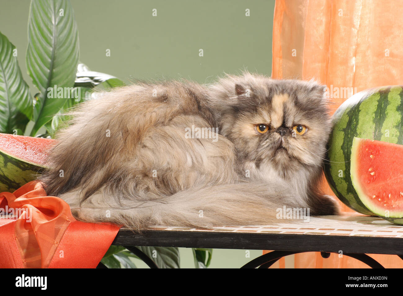 Persian melons hi-res stock photography and images - Alamy