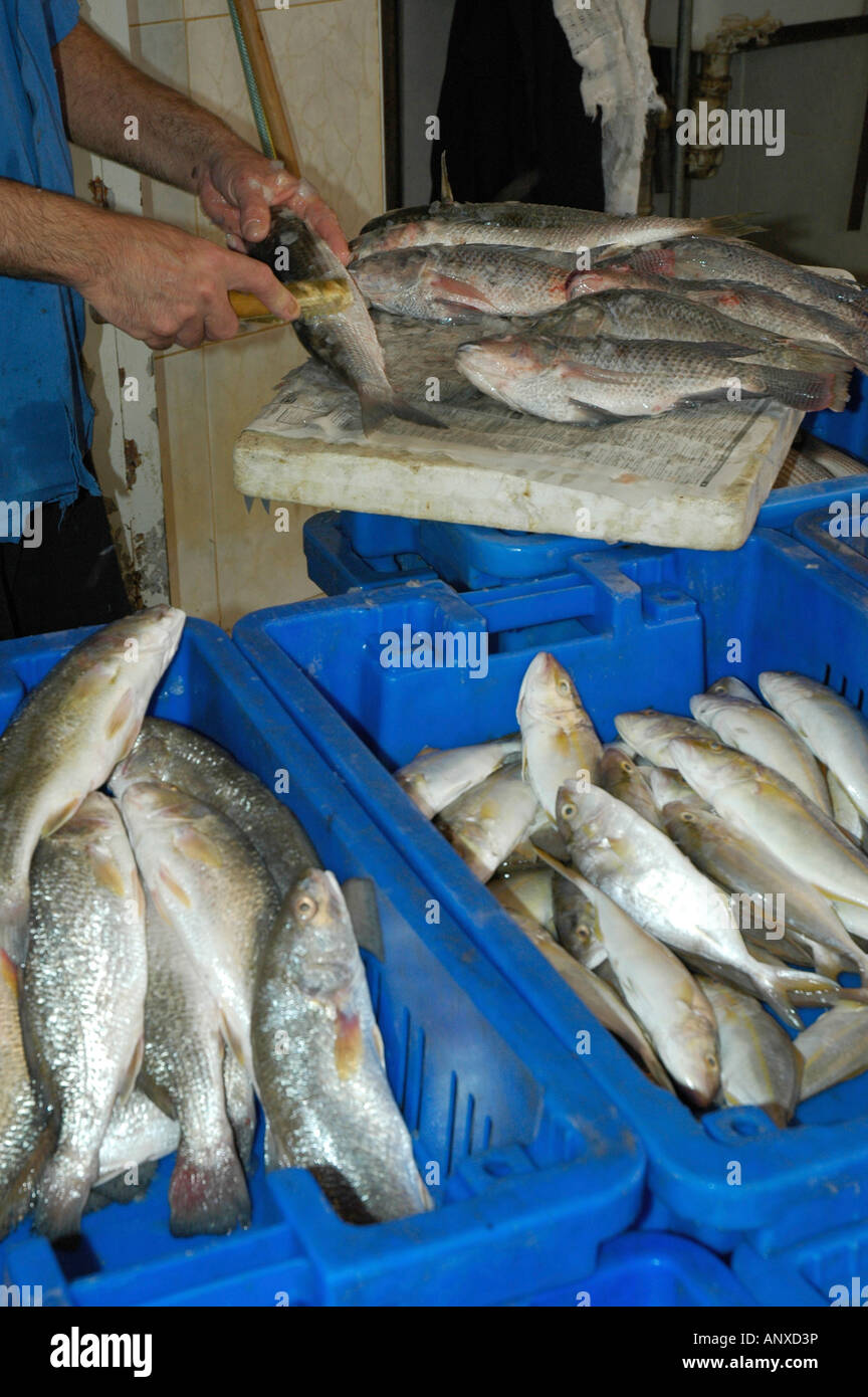 Israel Acre The food market in the old city A fish shop cleaning fresh ...