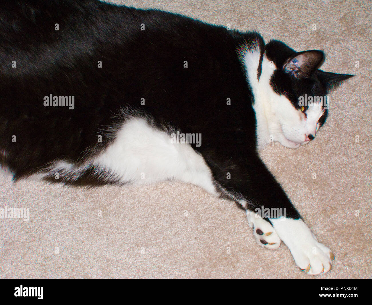 Large overweight cat laying on a carpet Stock Photo - Alamy