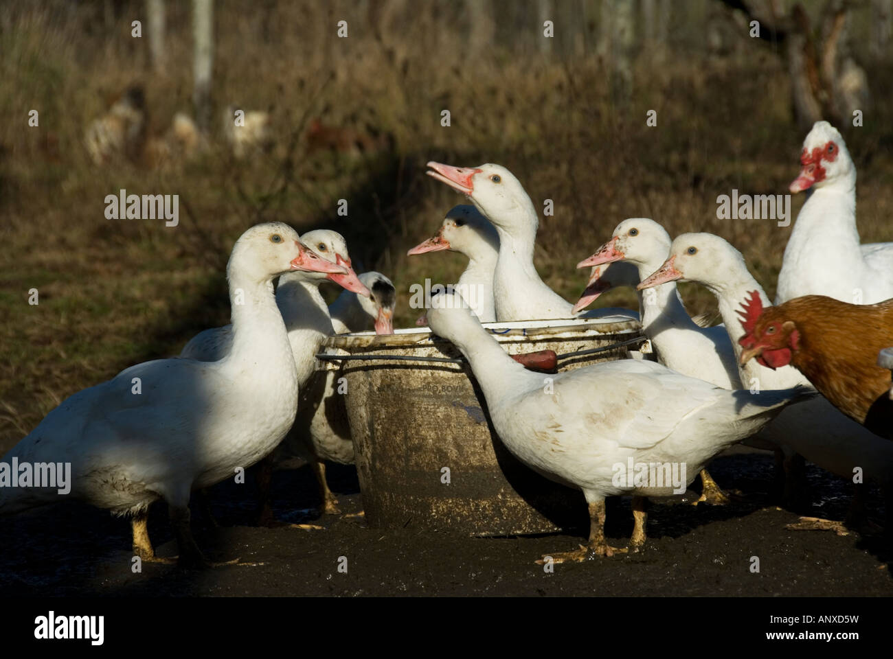 group of ducks drinking water out of a bucket The ducks are reared on a ...