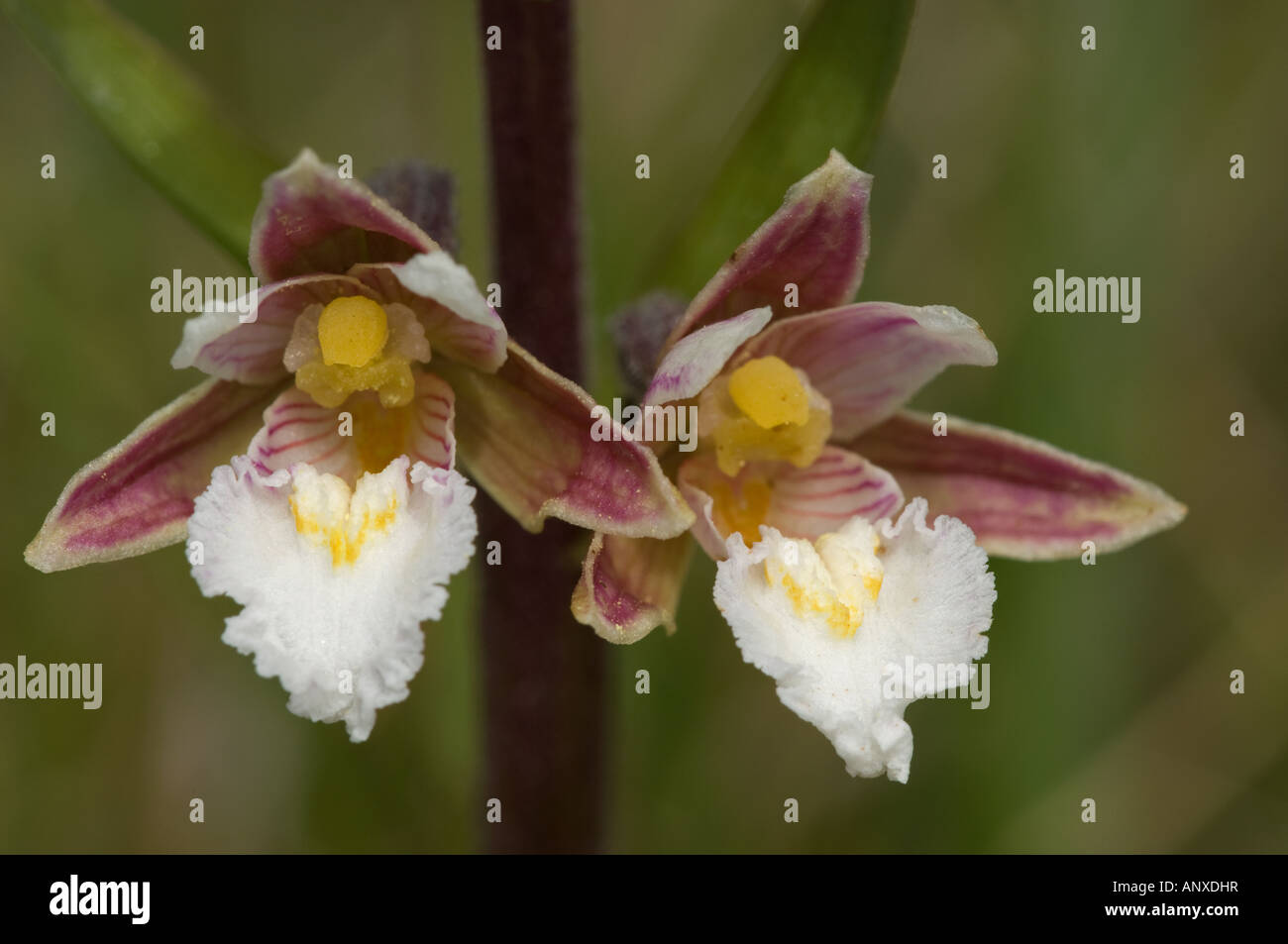 Marsh Helleborine (Epipactis palustris), two flowers Stock Photo - Alamy