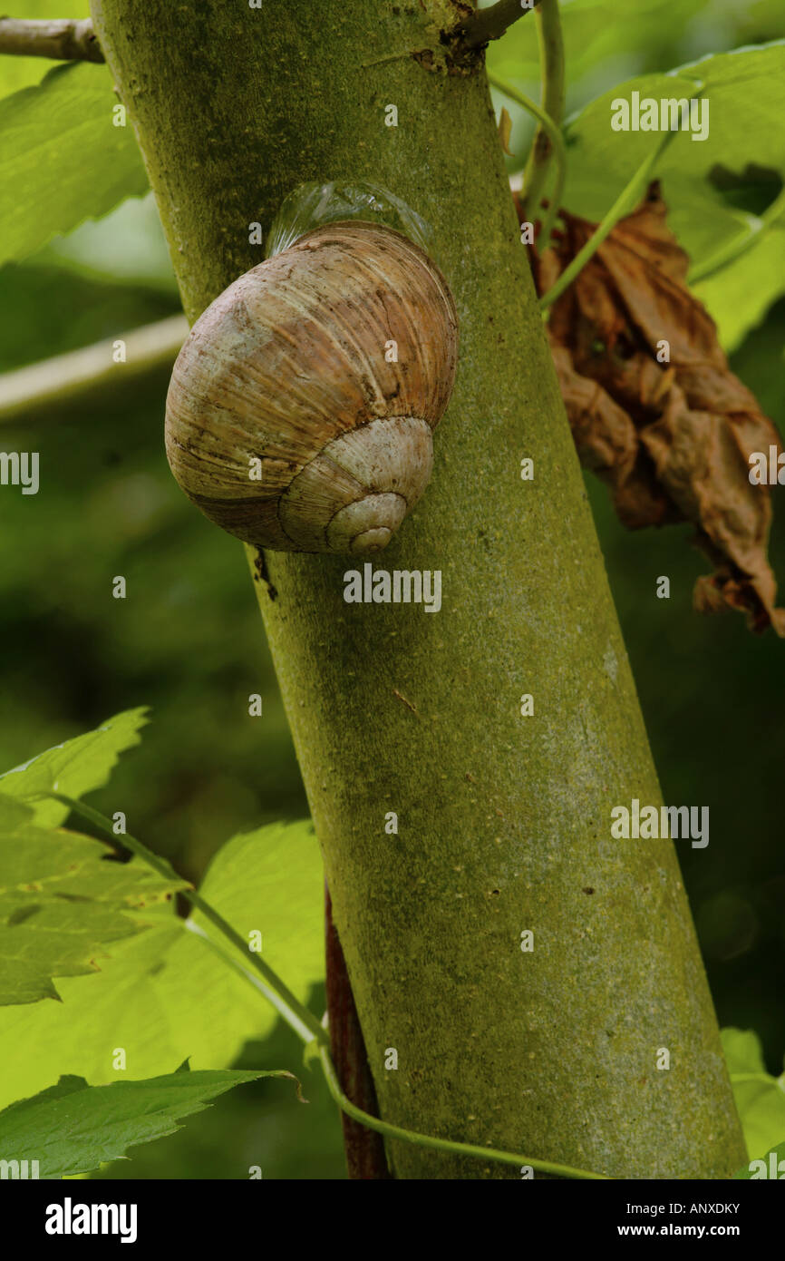 snail at tree trunk Stock Photo - Alamy