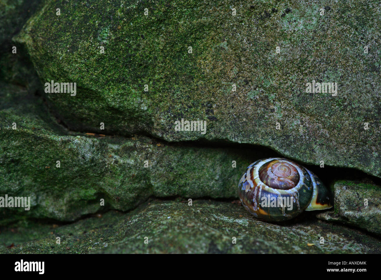 snail-shell on rocks Stock Photo - Alamy