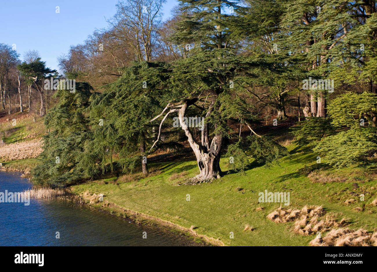 Ancient lightning split fir tree on the lakeside within the grounds of ...