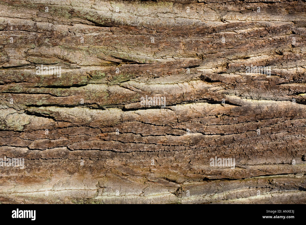Oak tree bark Stock Photo - Alamy