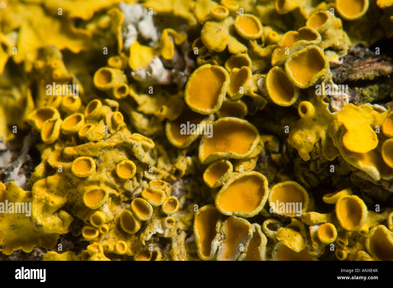 Yellow scales lichen hi-res stock photography and images - Alamy