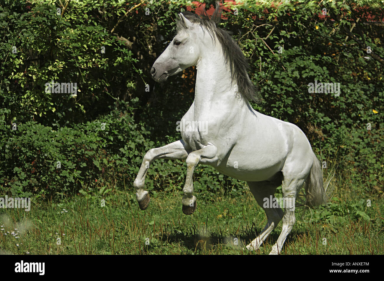 Andalusian horse - rearing Stock Photo - Alamy