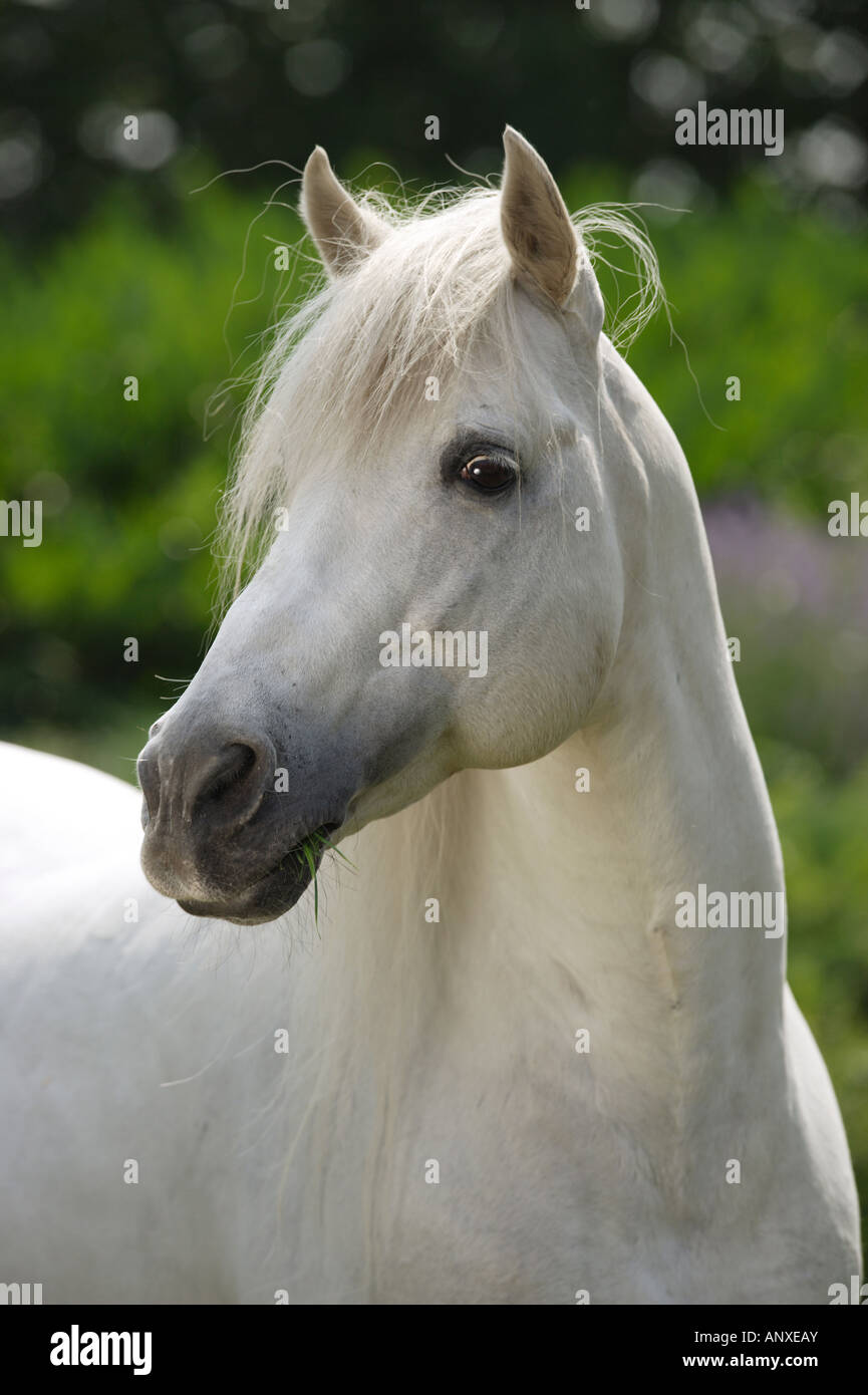 Andalusier - portrait Stock Photo - Alamy