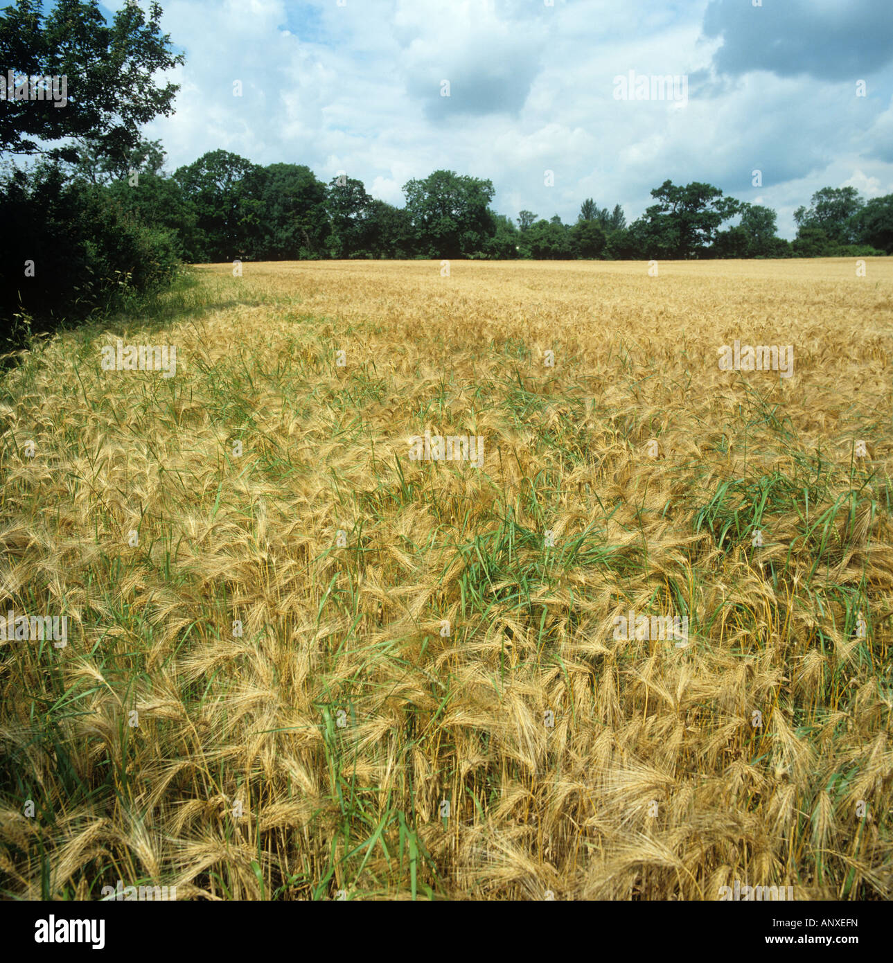 Quackgrass hi-res stock photography and images - Alamy